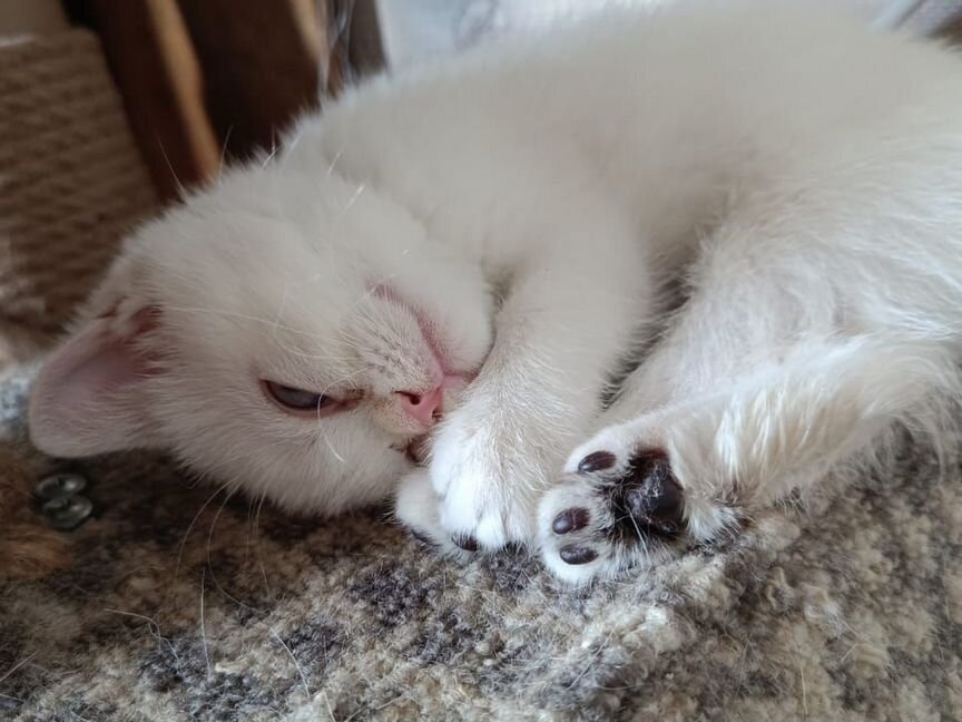 Беленькая шотландская кошечка