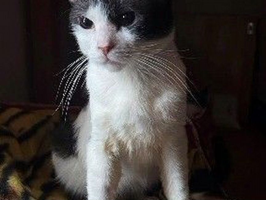 За что со мной так поступили. Котик ищет дом