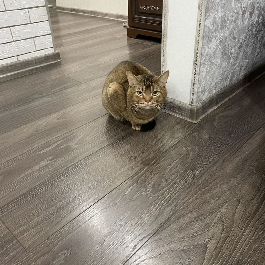 Абиссинский кот