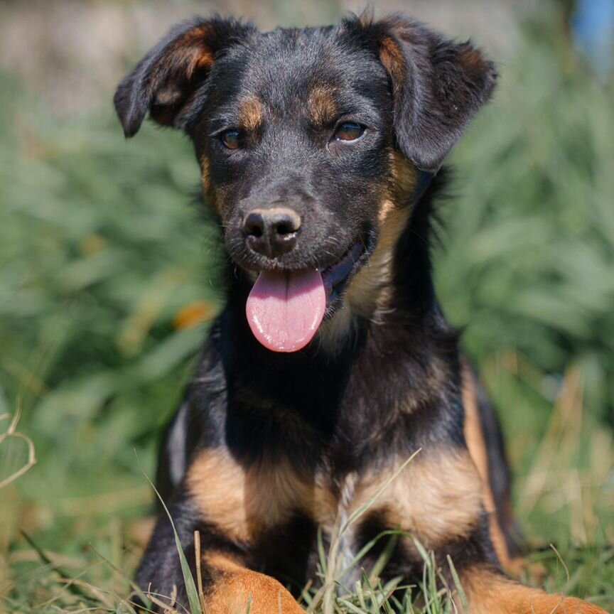 Щенок в добрые руки