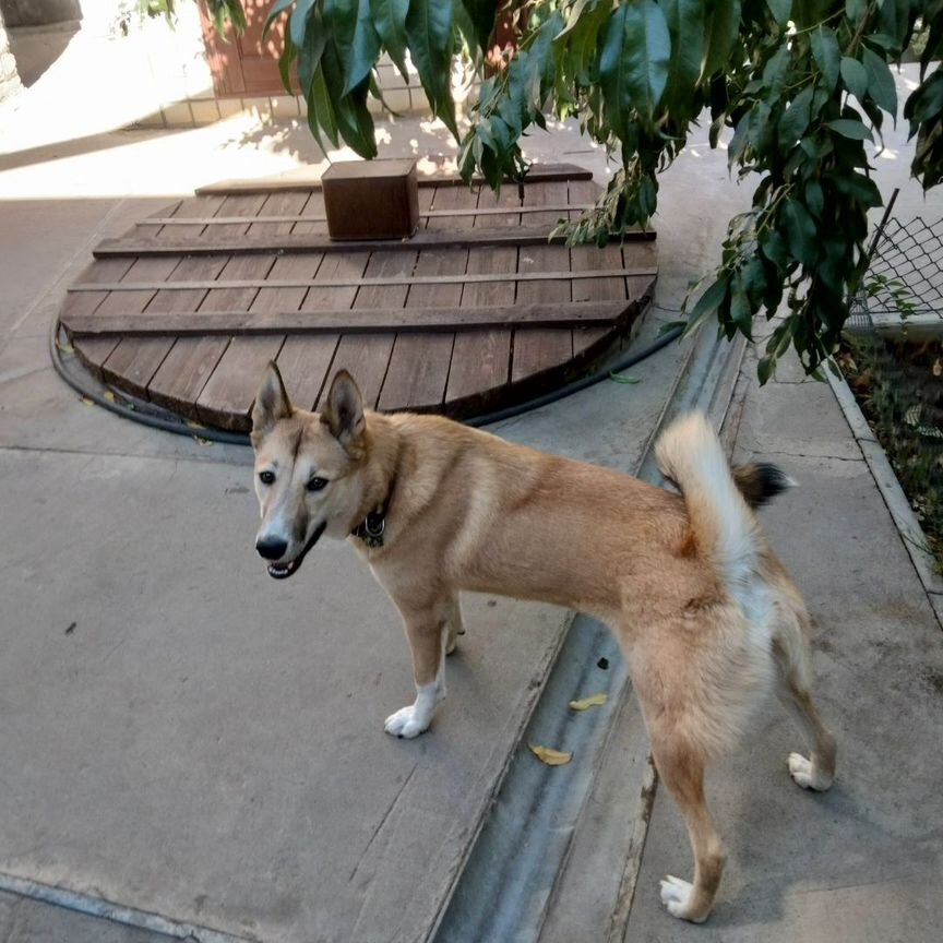 Западно сибирская лайка