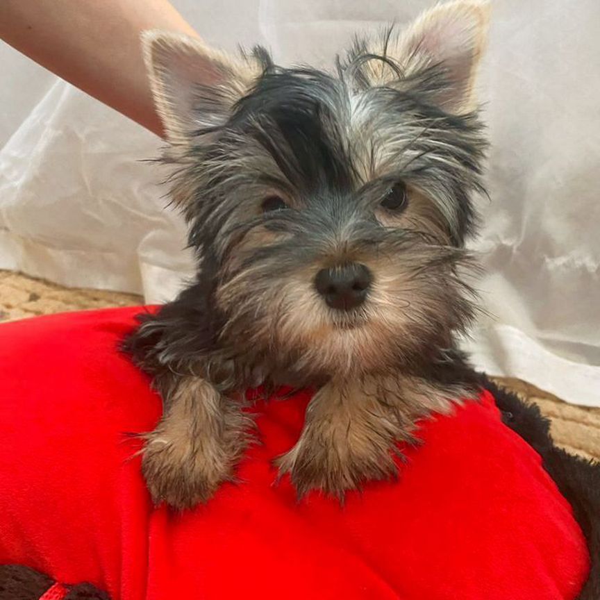 Йоркширский терьер