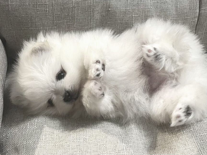 Шпиц мини мишка