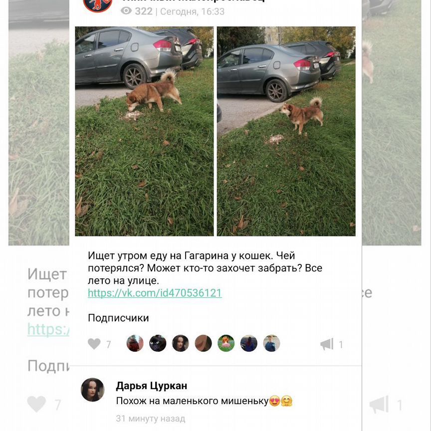 Взрослый пёс в добрые руки