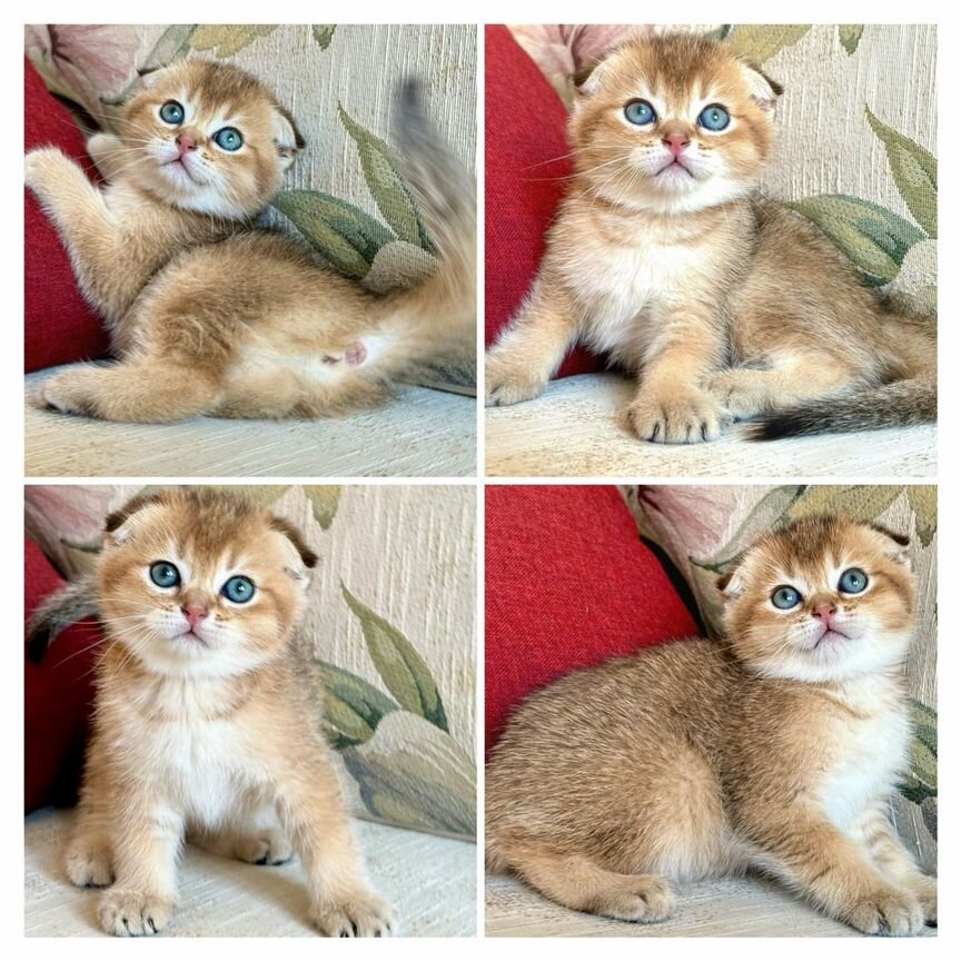 Шотландские вислоухие котята шиншилла