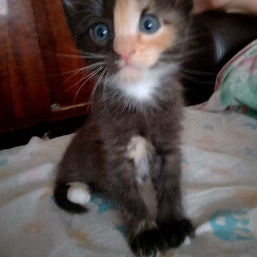 Котята в хорошие руки