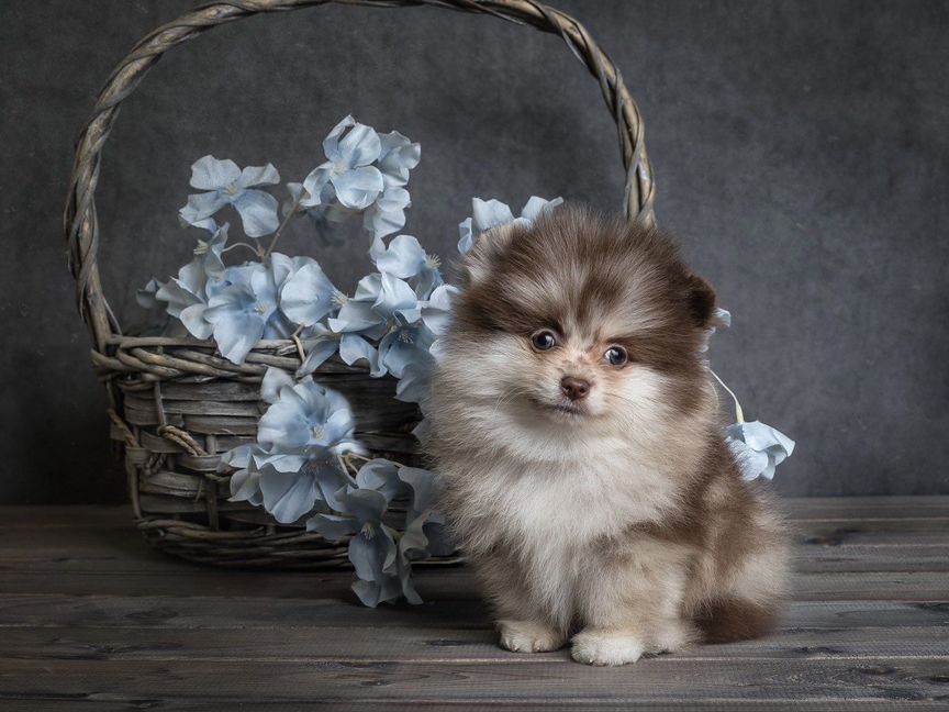 Померанский Шпиц super мини