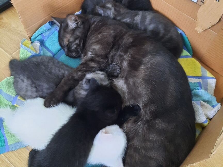 Британские котята