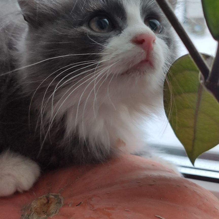 Пушистый комочек