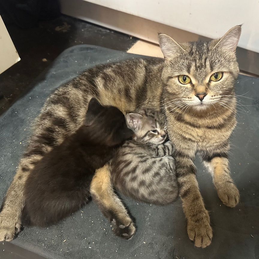 Американский короткошёрстный котёнок