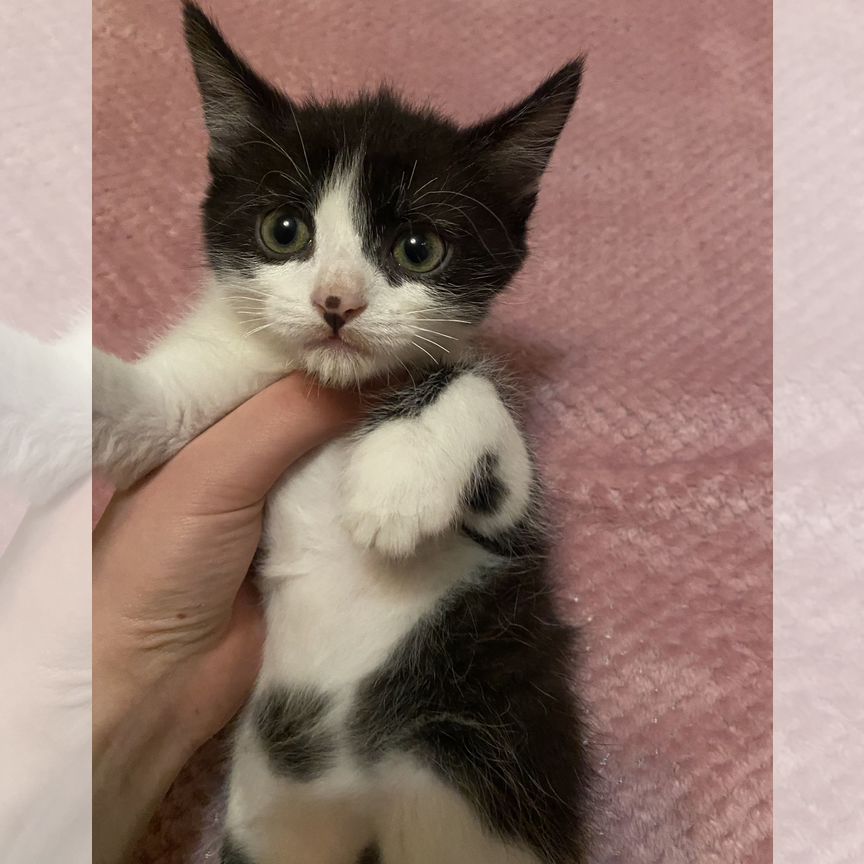 Котёнок в добрые руки