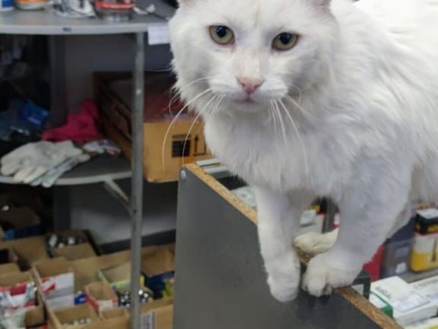 Кот живёт у магазина