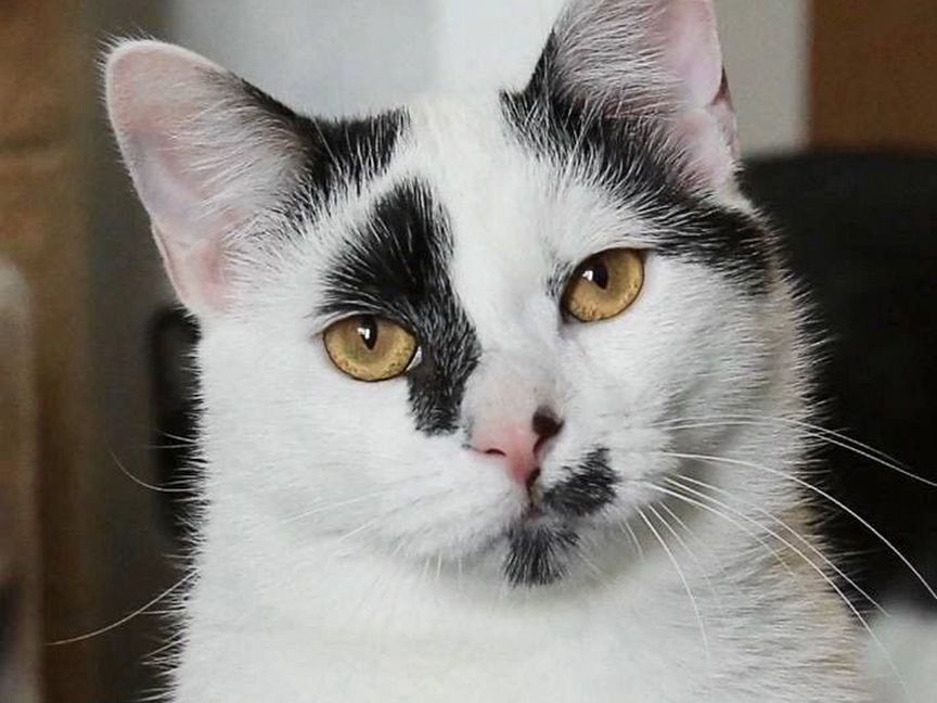 Кот котята кошка