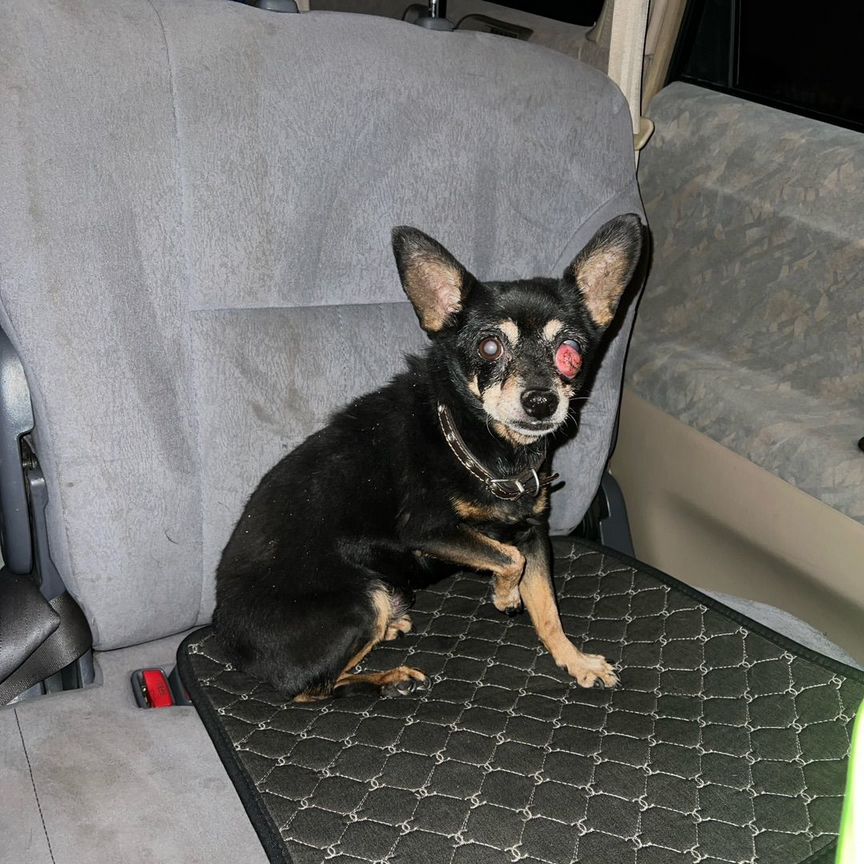 Взрослый пёс в добрые руки