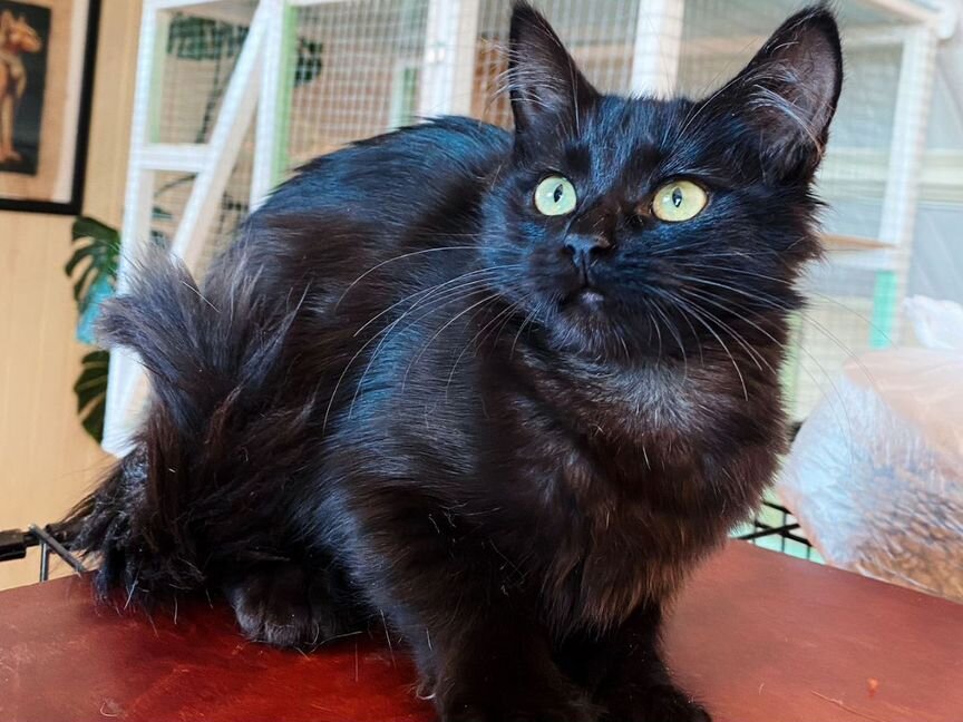 Ласкуша кошечка в добрые руки