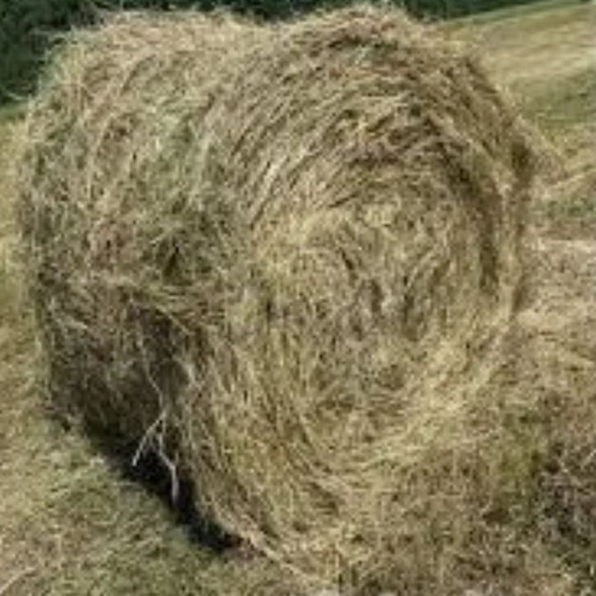 Продам сено в рулонах