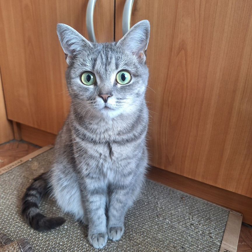 Кошки в добрые руки