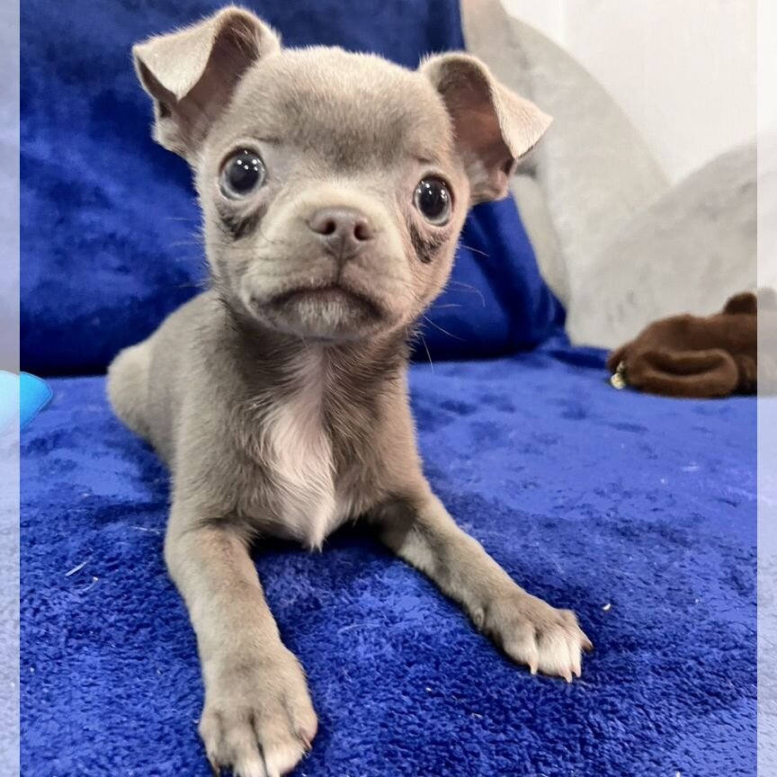 Чихуахуа, щенок