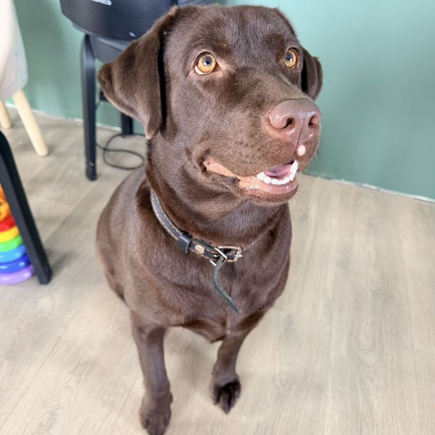 Лабрадор-ретривер, взрослая собака