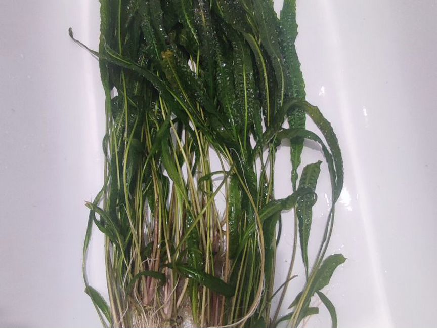 Криптокорина апоногетонолистная(гигантская)