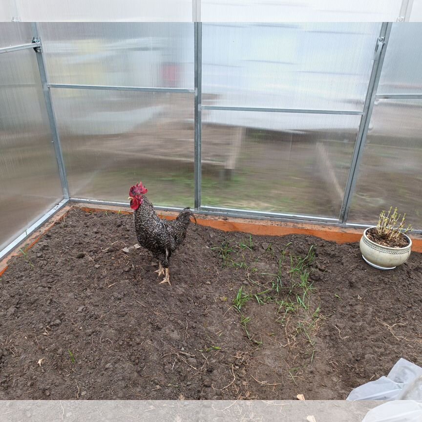 Молодые петухи 10 месяцев