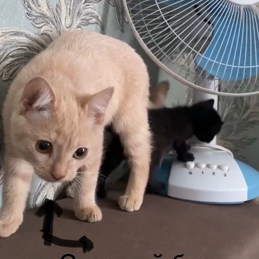 Отдам котят в добрые руки бесплатно