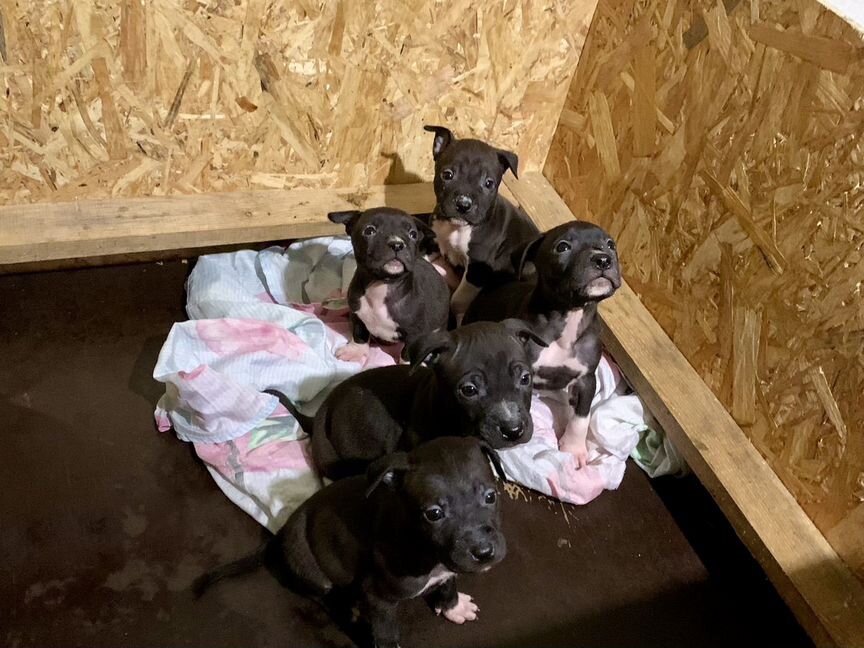 Щенки pitbull terrier