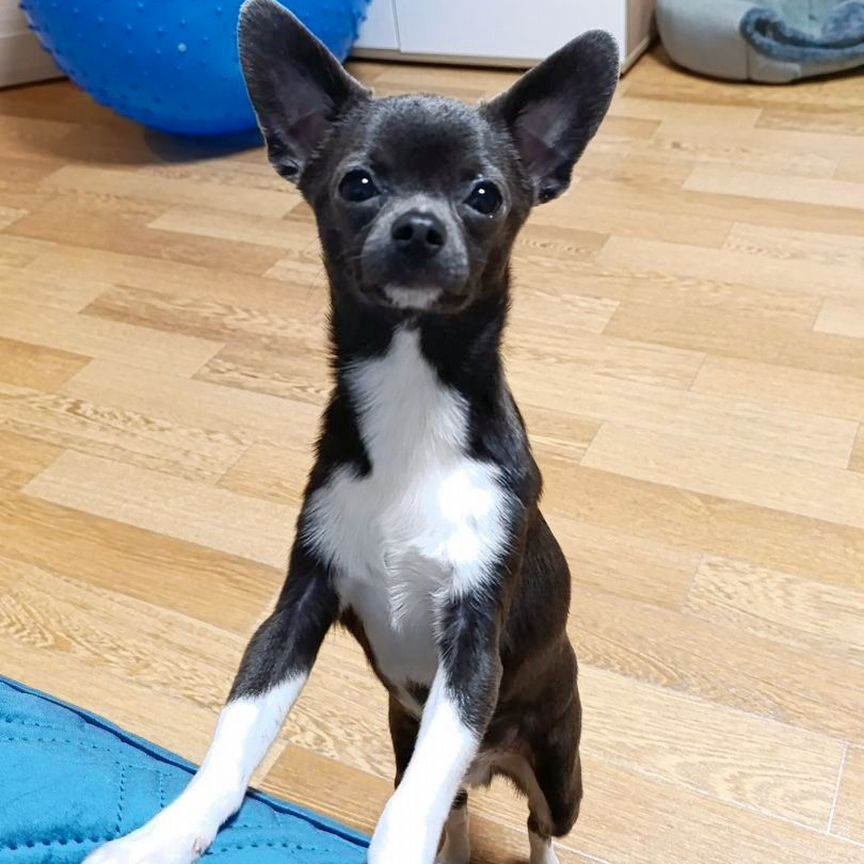 Чихуахуа мальчик