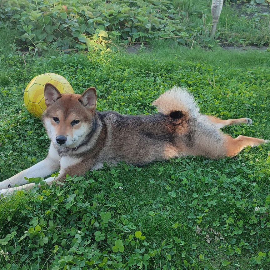 Ищем мальчика на вязку