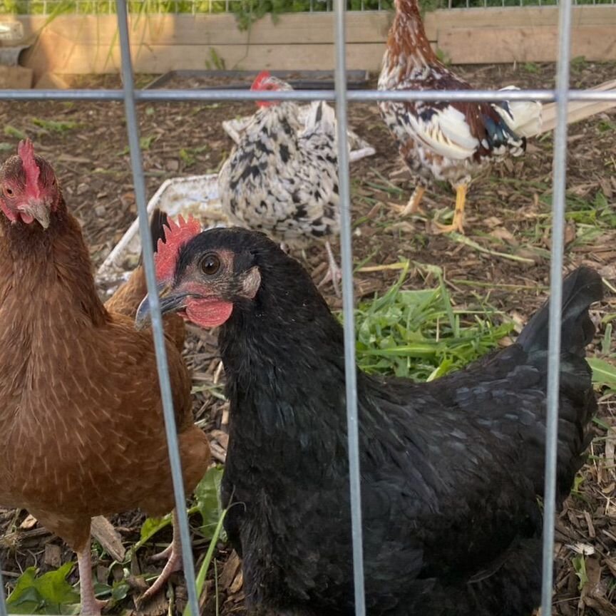 Курицы несушки молодки