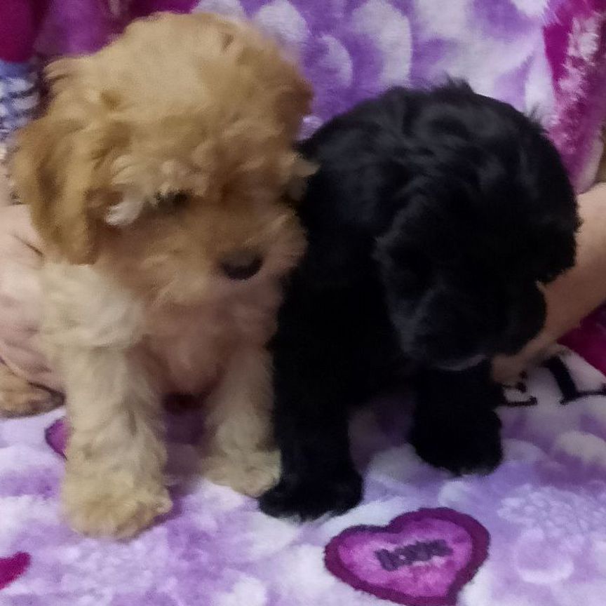 Мальтипу, щенок