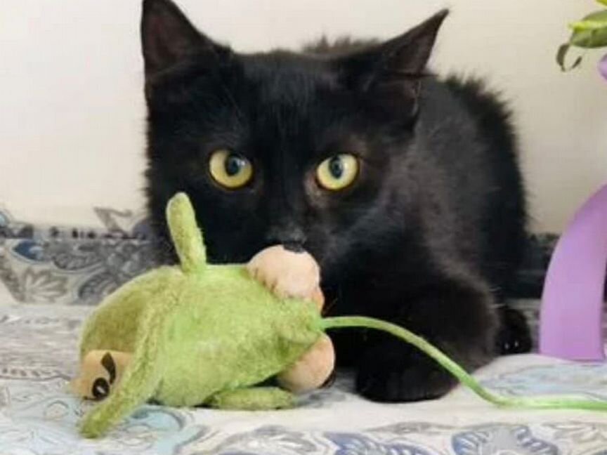 Котенок Уголек очень ласковый
