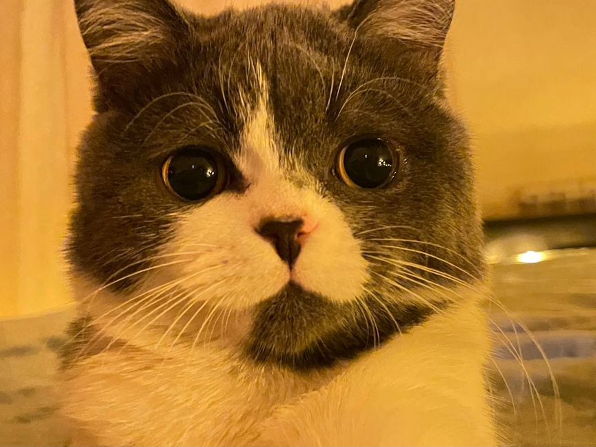 Кот для вязки