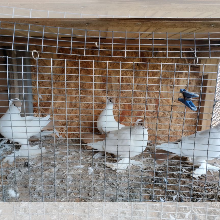 Продажа уральских монахи и ростовских голубей