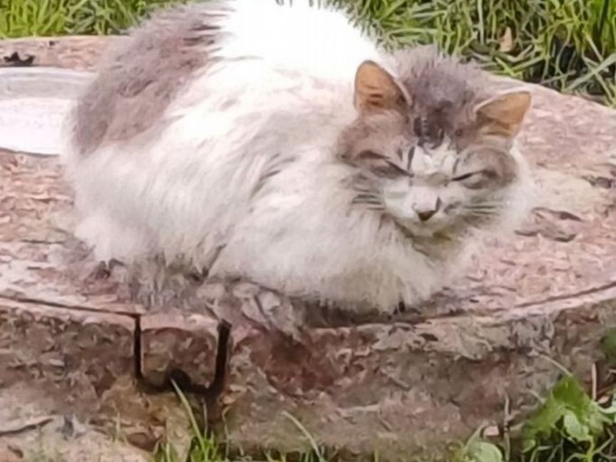 Больному коту нужно лечение, передержка. Помогите