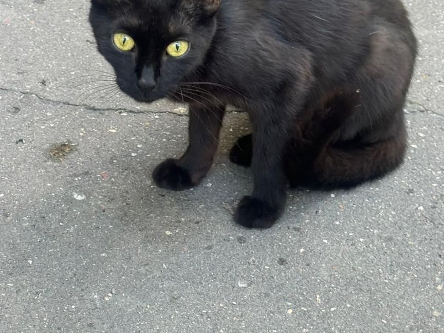 Кошечка ищет помощь