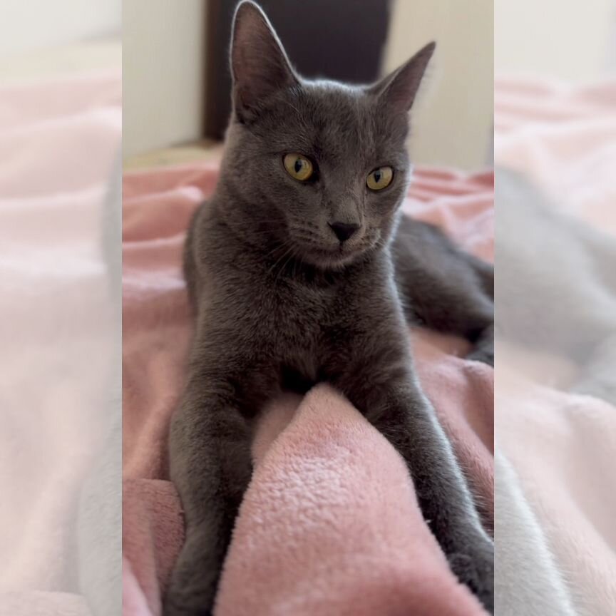 Русская голубая кошка котенок