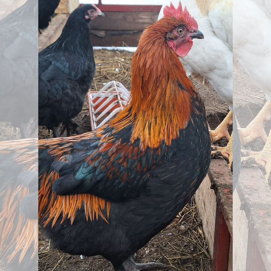 Петух маран