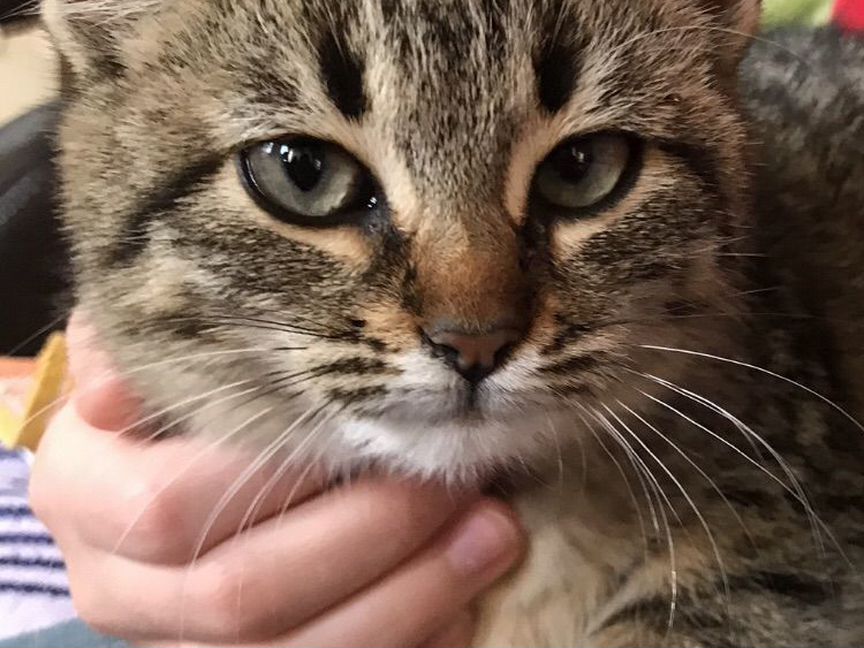 Котятки в добрые руки