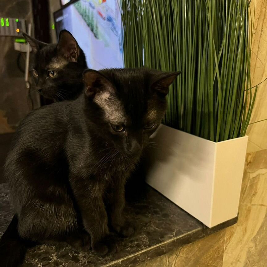 Помощь бездомным котятам