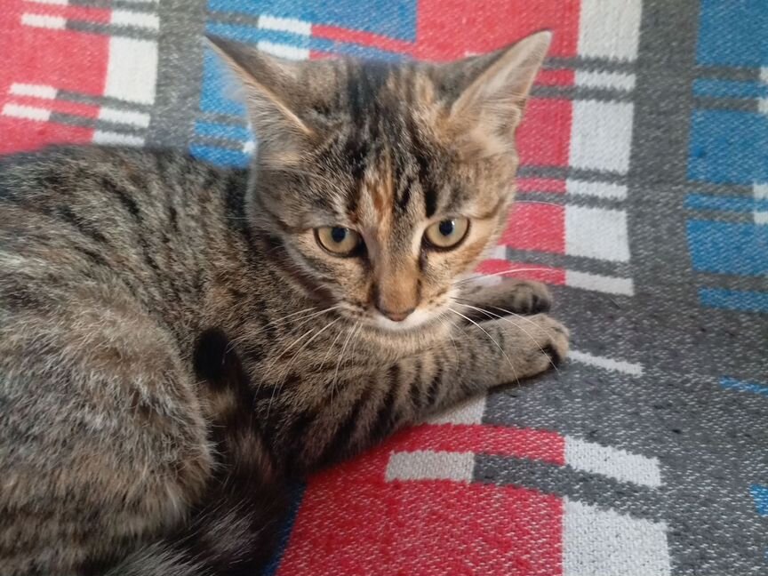 Это котёнок девочка без породная