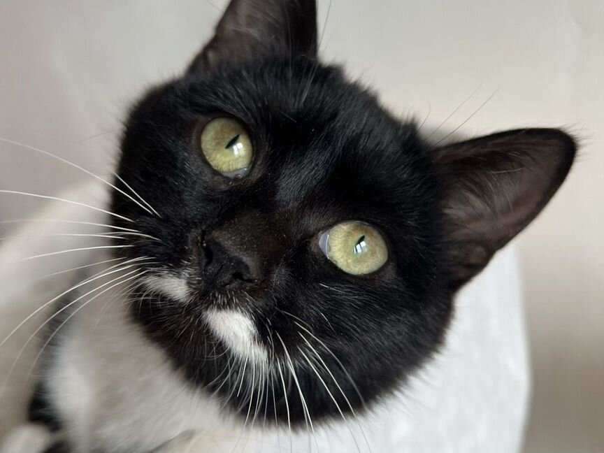 Кошка Пуарошка усатая 5 мес