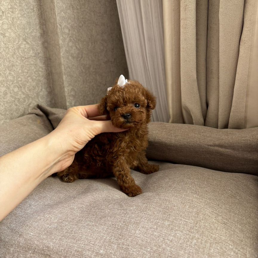 Той-пудель Тедди маленькая девочка