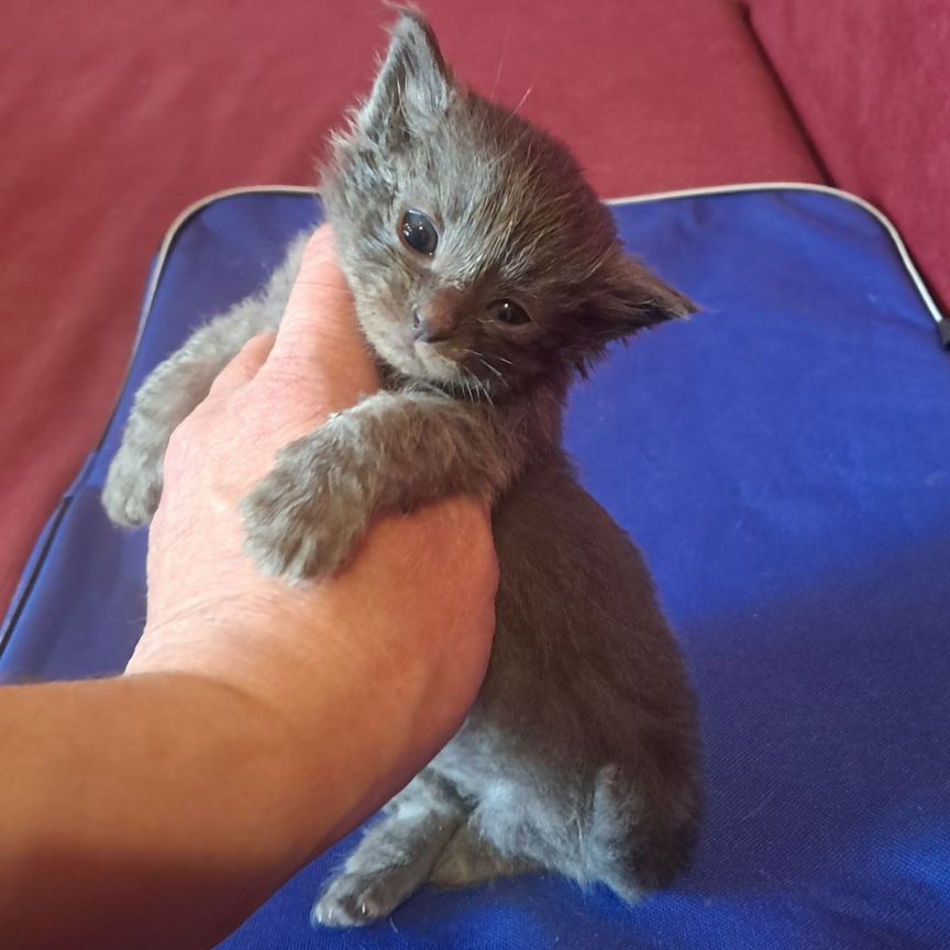 Сибирский котёнок