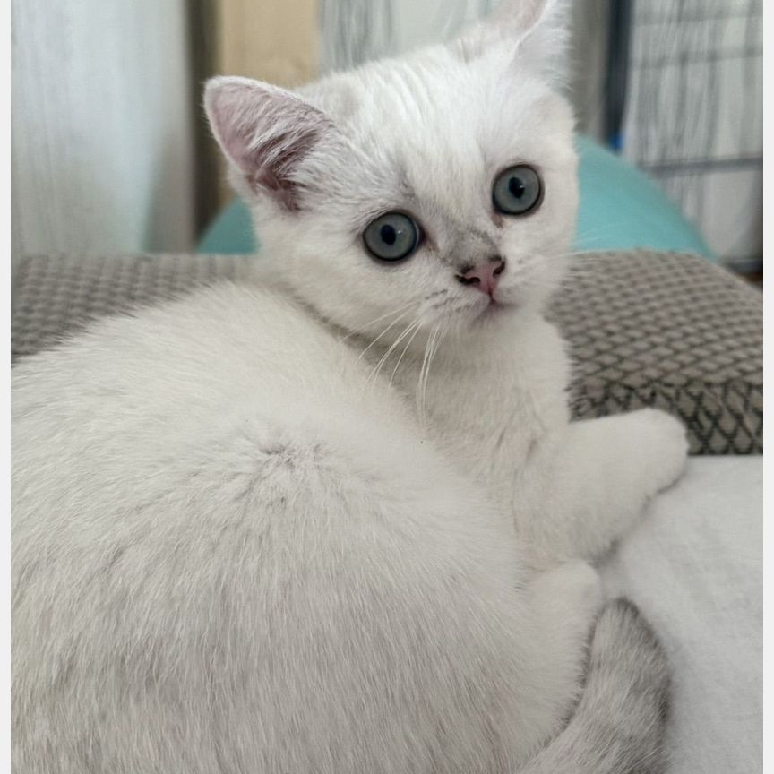 Котенок серебристая шиншилла