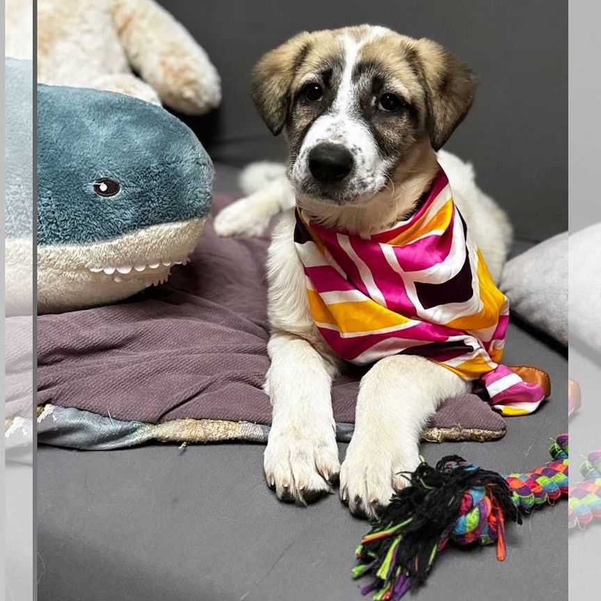 Среднеазиатская овчарка, щенок