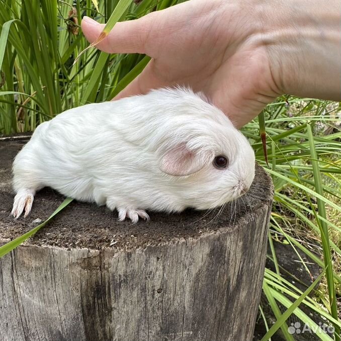 Морская свинка шелти самка
