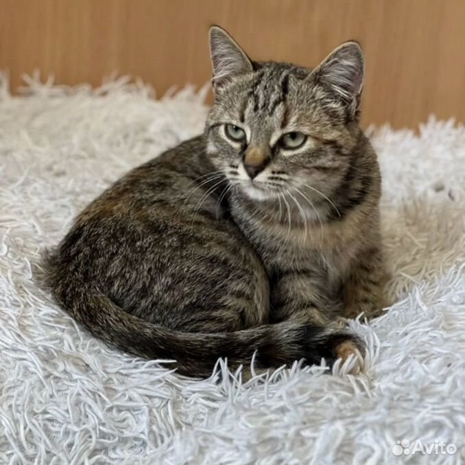 Котенок марта