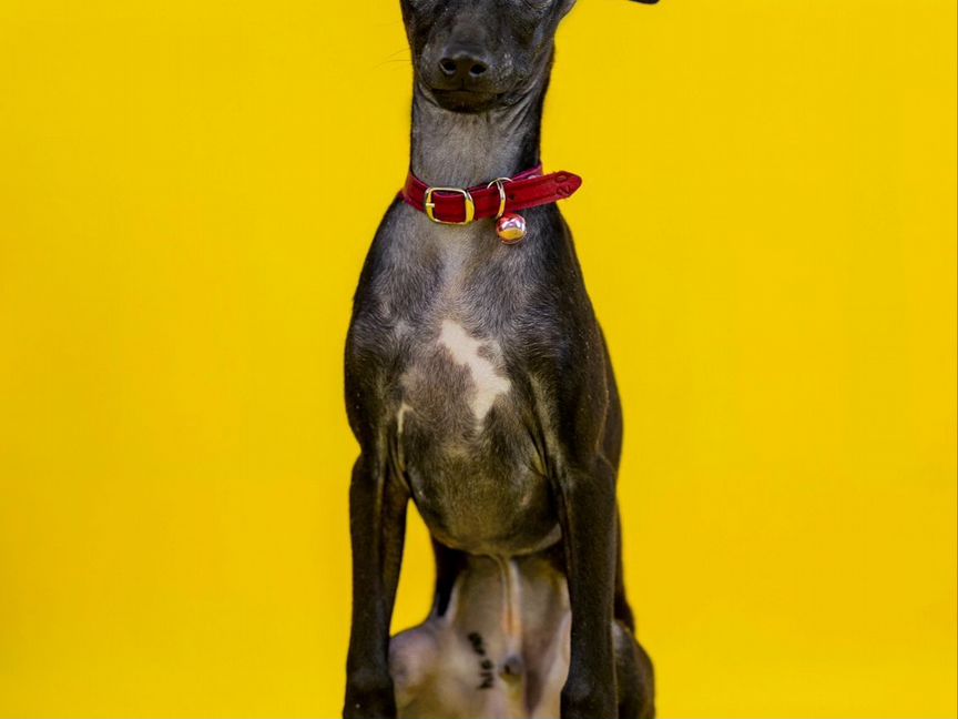 Щенки левретки