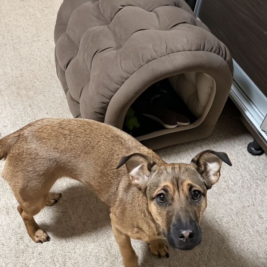 Домик-лежанка для собаки и кошки